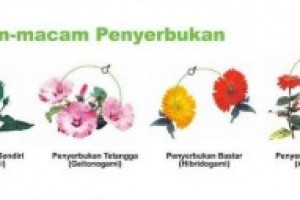 47+ Contoh Contoh Penyerbukan Bunga yang Lagi Viral - Informasi Seputar ...