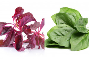 Jenis-jenis Bayam yang Biasa Dibudidayakan