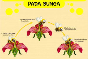47+ Contoh Contoh Penyerbukan Bunga yang Lagi Viral - Informasi Seputar ...