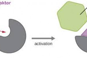 Perbedaan Koenzim Dan Kofaktor Dalam Biologi