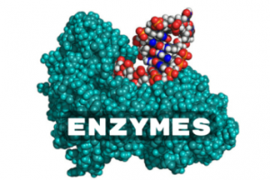 Apa Peran Enzim dalam Metabolisme?