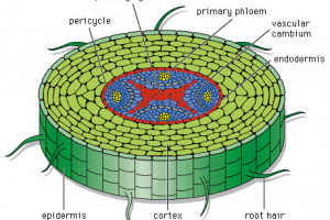 Struktur Anatomi Akar